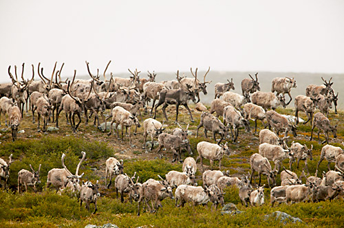 Herd of caribou during the summer migration south